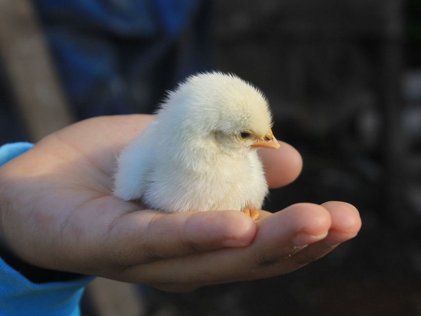 Суточные цыплята бройлеры с доставкой