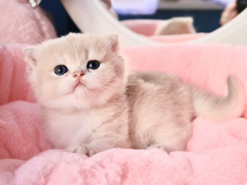 Британская золотая шиншилла