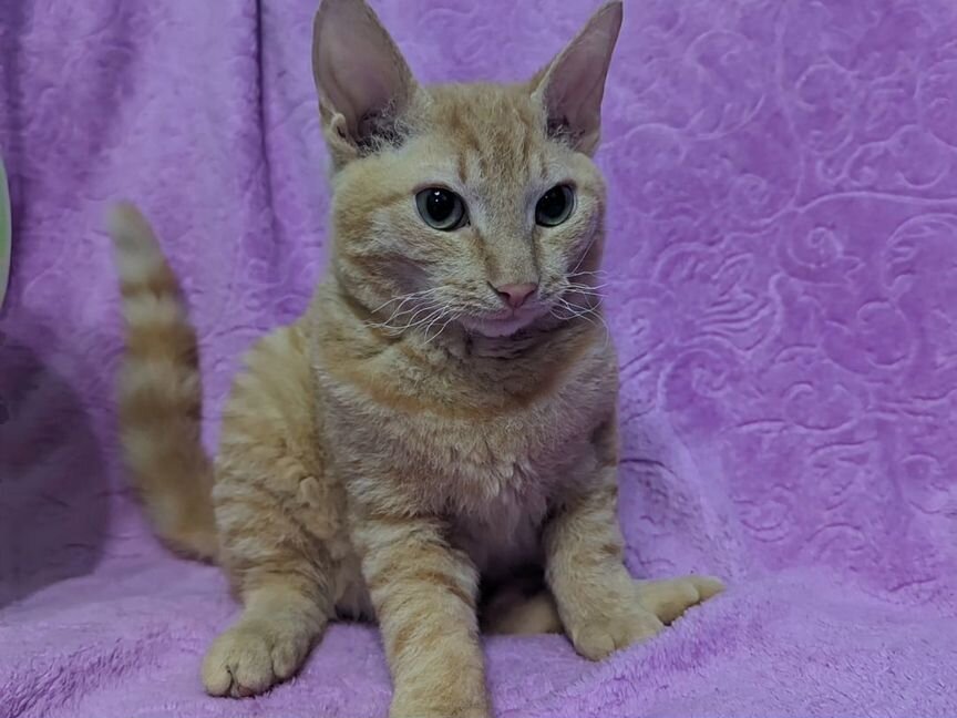 Котятки в добрые руки