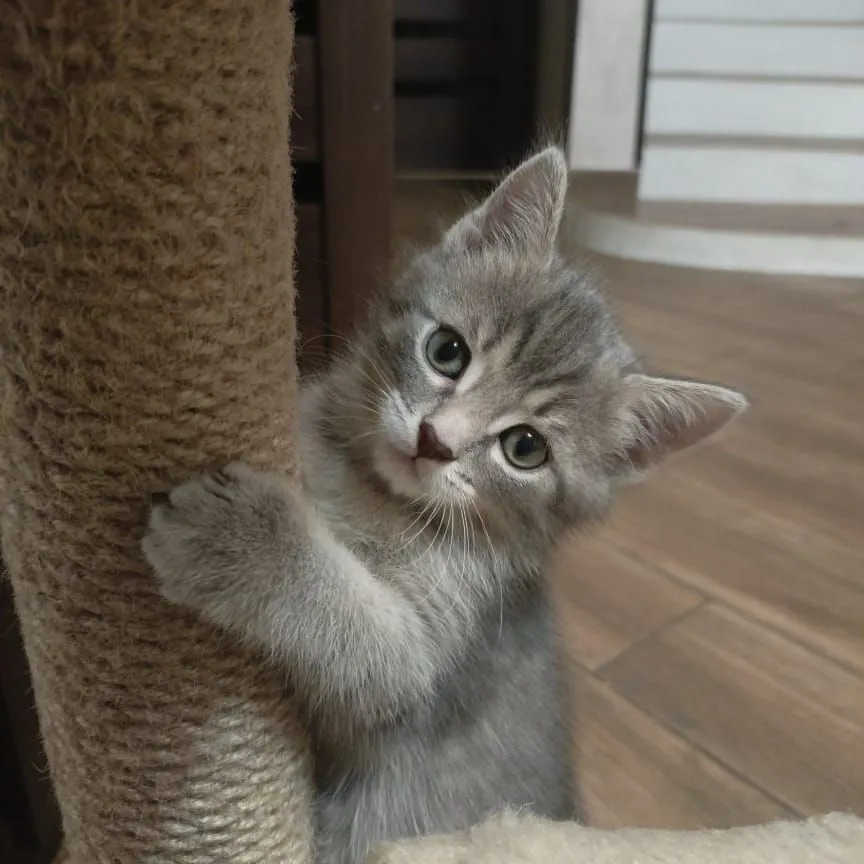 Продам шотланского котенка