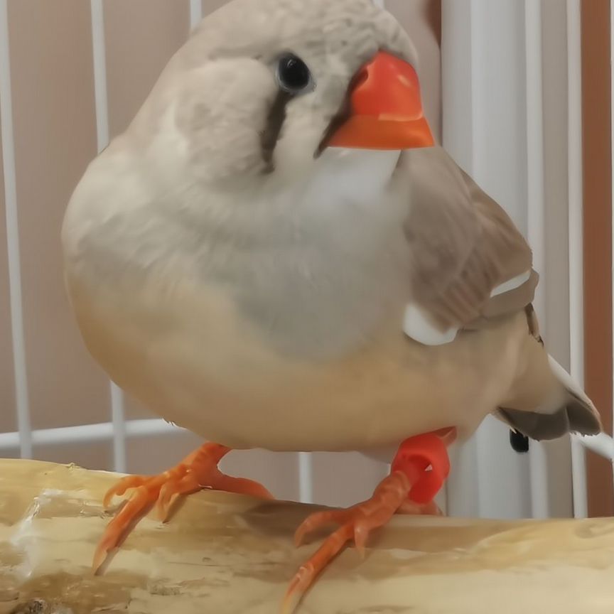 Зебровые амадины