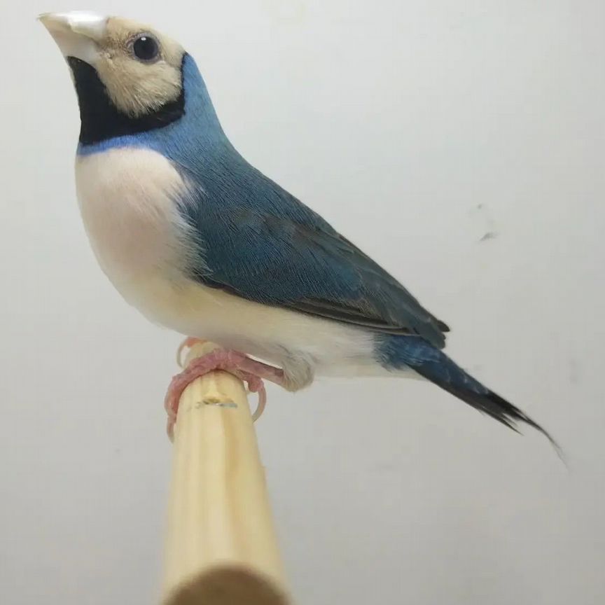 Амадины гульда москва