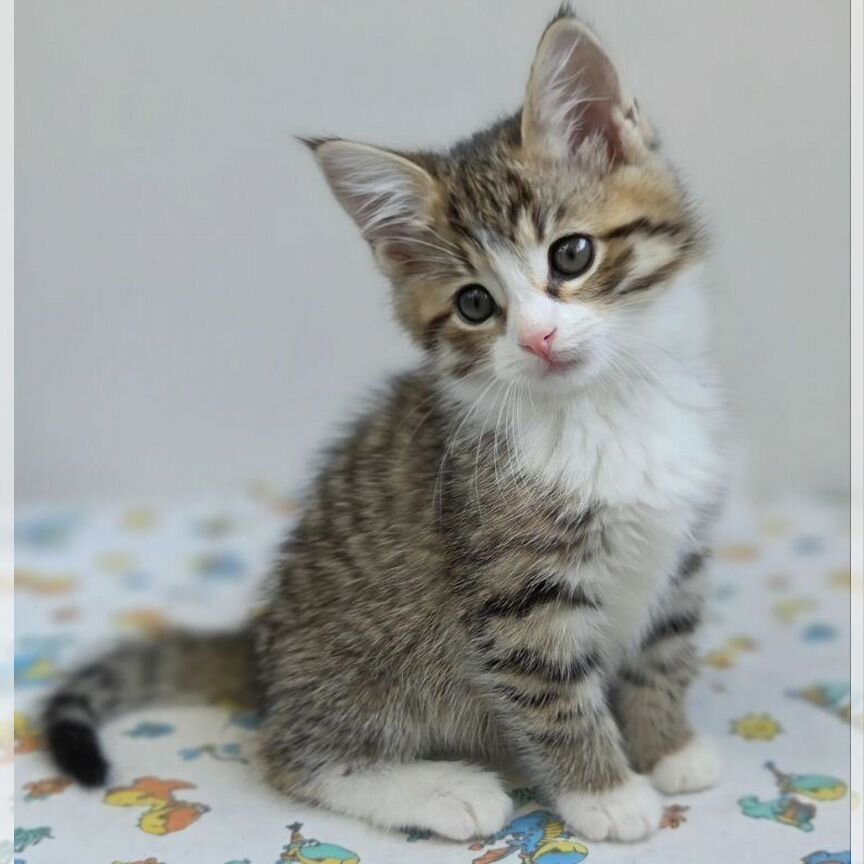 Котёнок в добрые руки