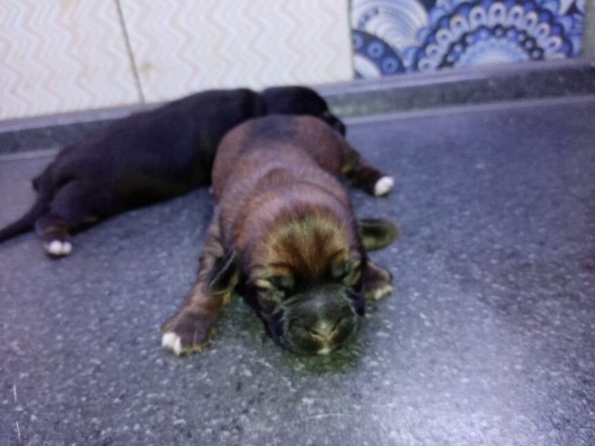 Щенки тойчики помесь