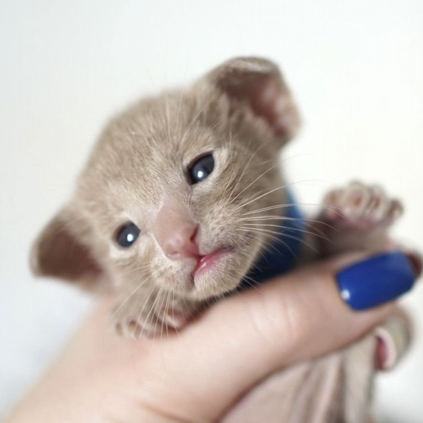 Котятки ориентальные