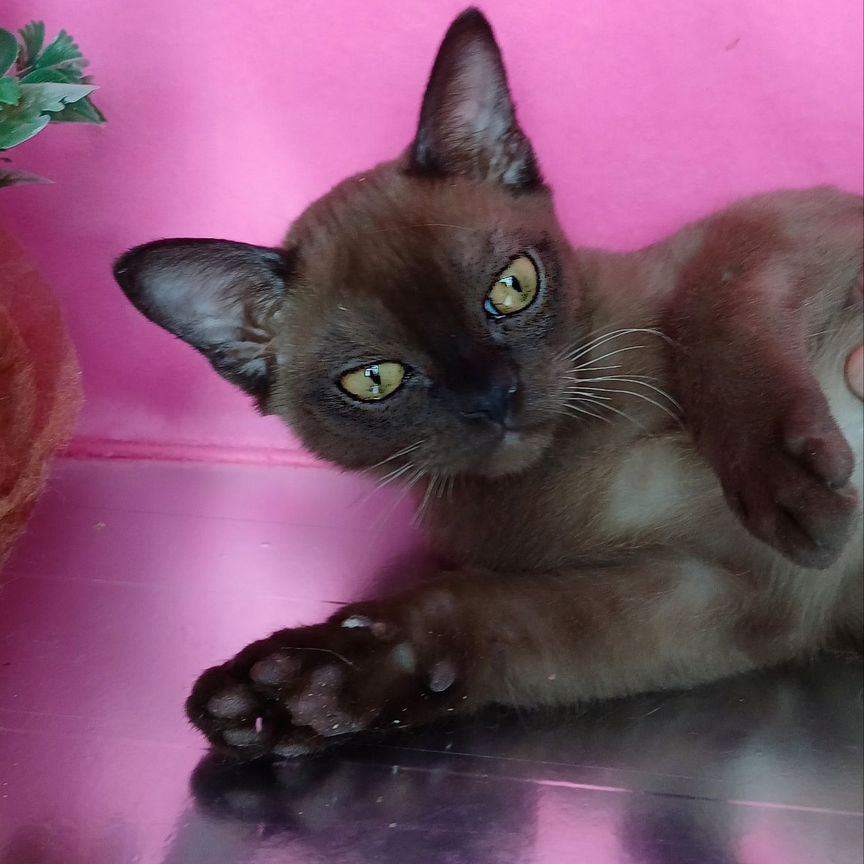 Европейский бурманский котёнок