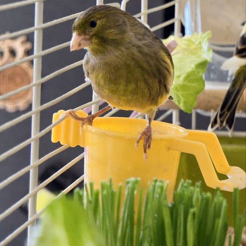 Канарейка 7мес