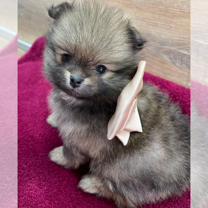 Померанский шпиц мини