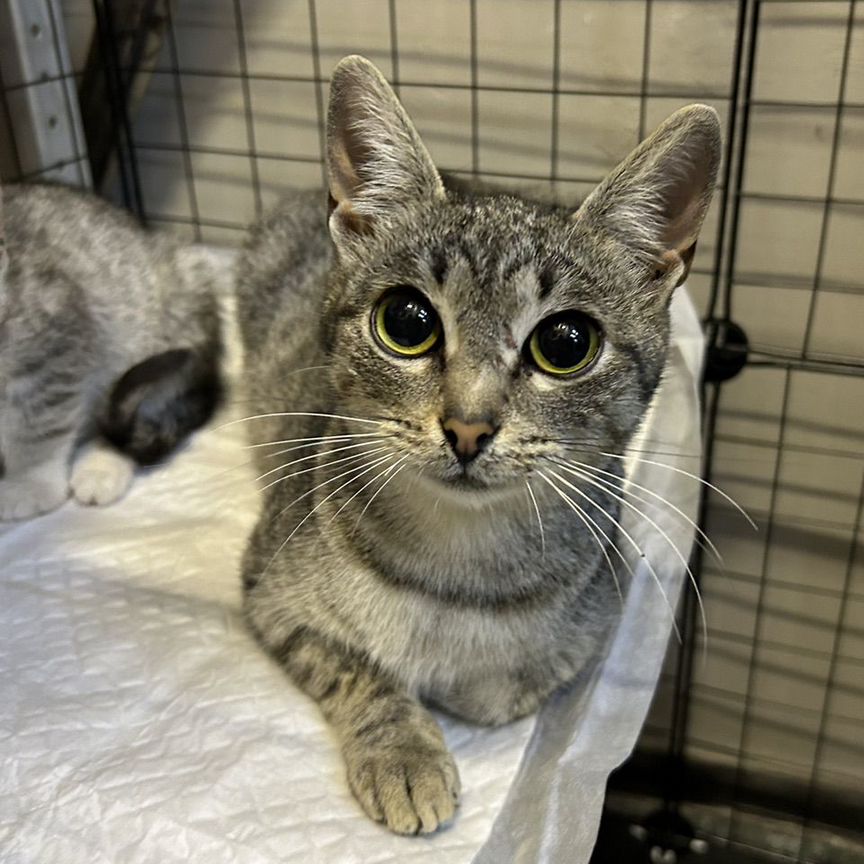 Взрослая кошка в добрые руки