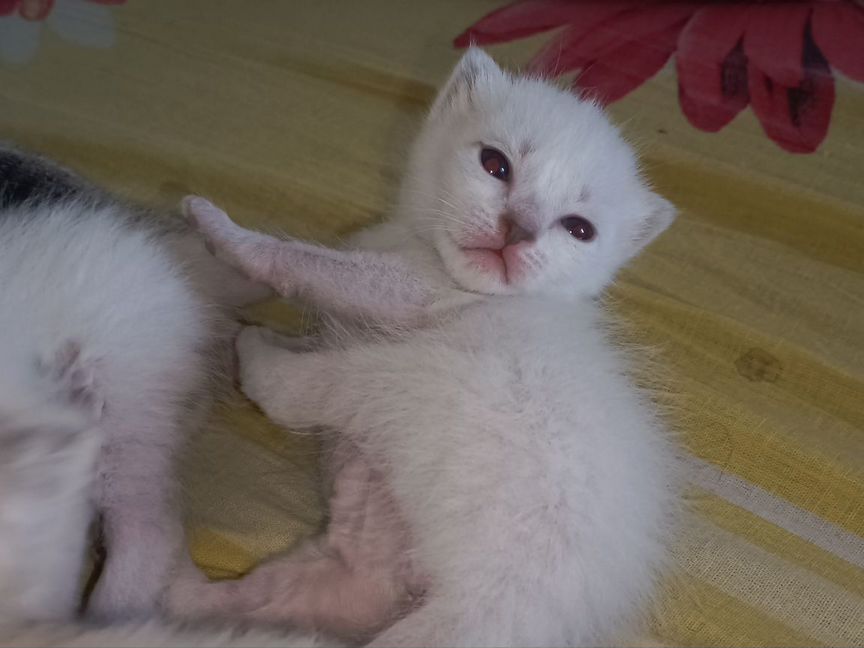 Тайские чистокровные котята