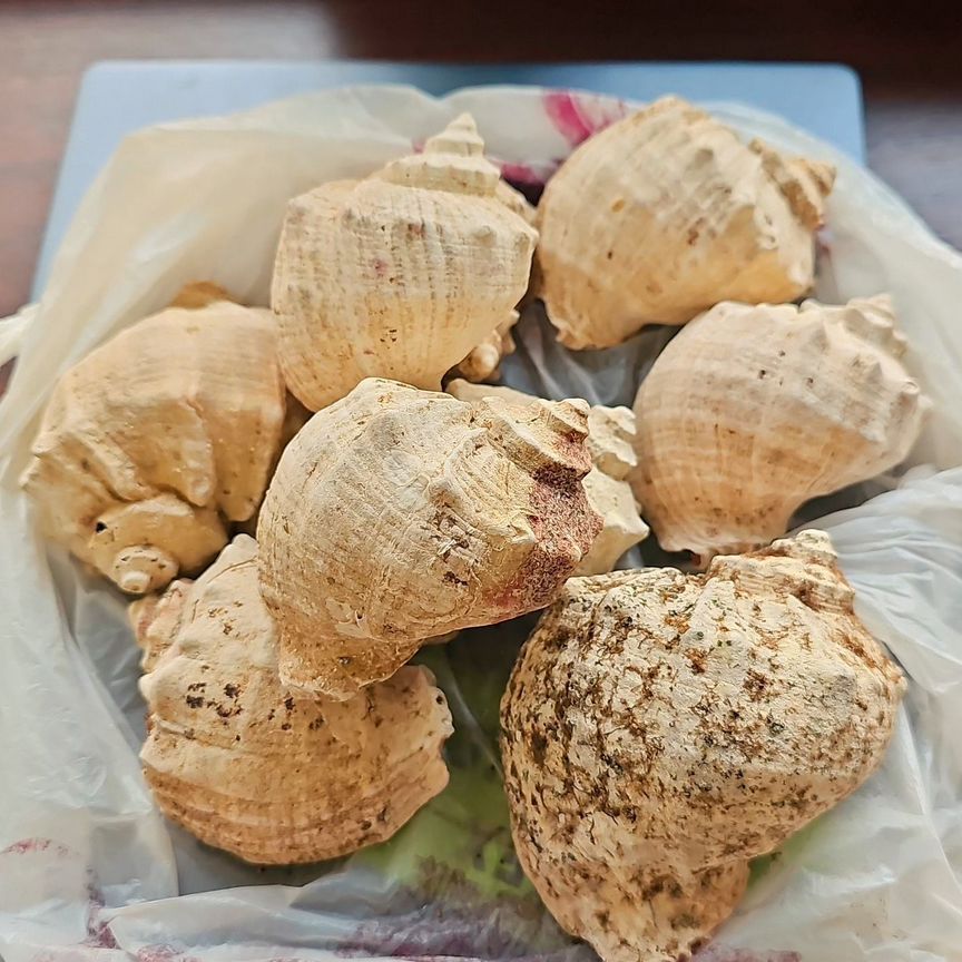 Морские раковины