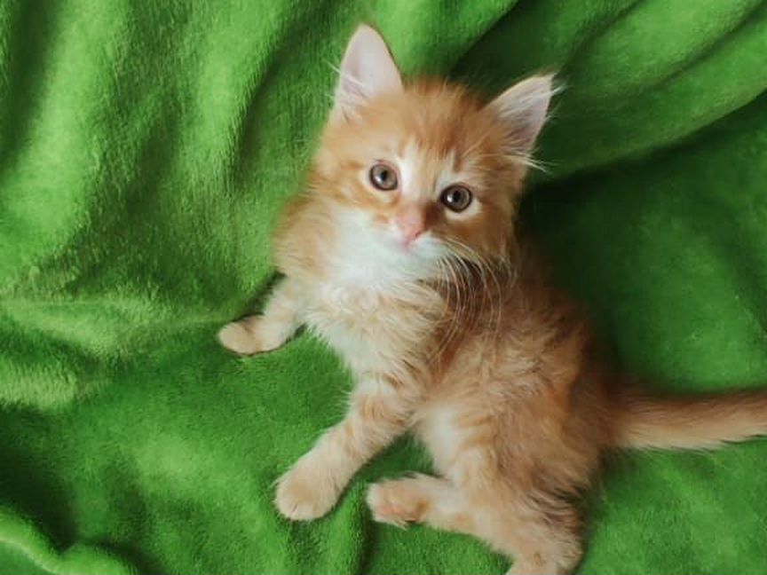 Котёнок ищет дом
