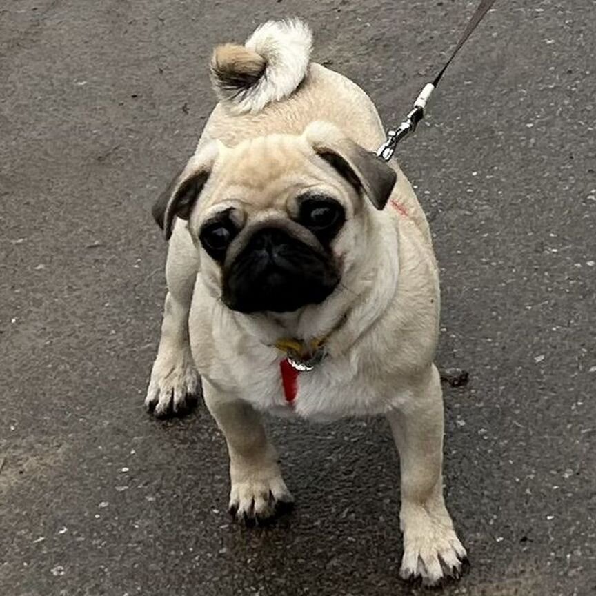 Мопс, щенок