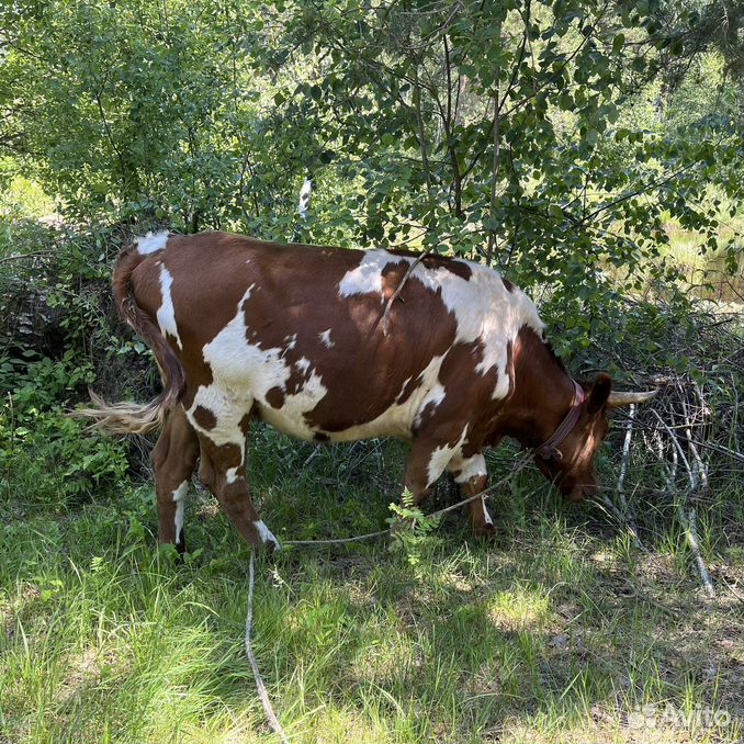 Айширская корова