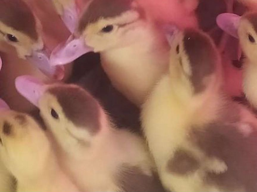 Утята индоутки