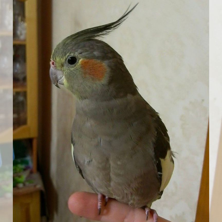 Попугай корелла девочка