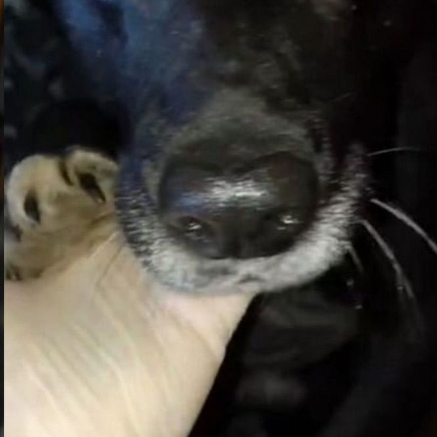 Щенок отлов Оренбург добрые руки