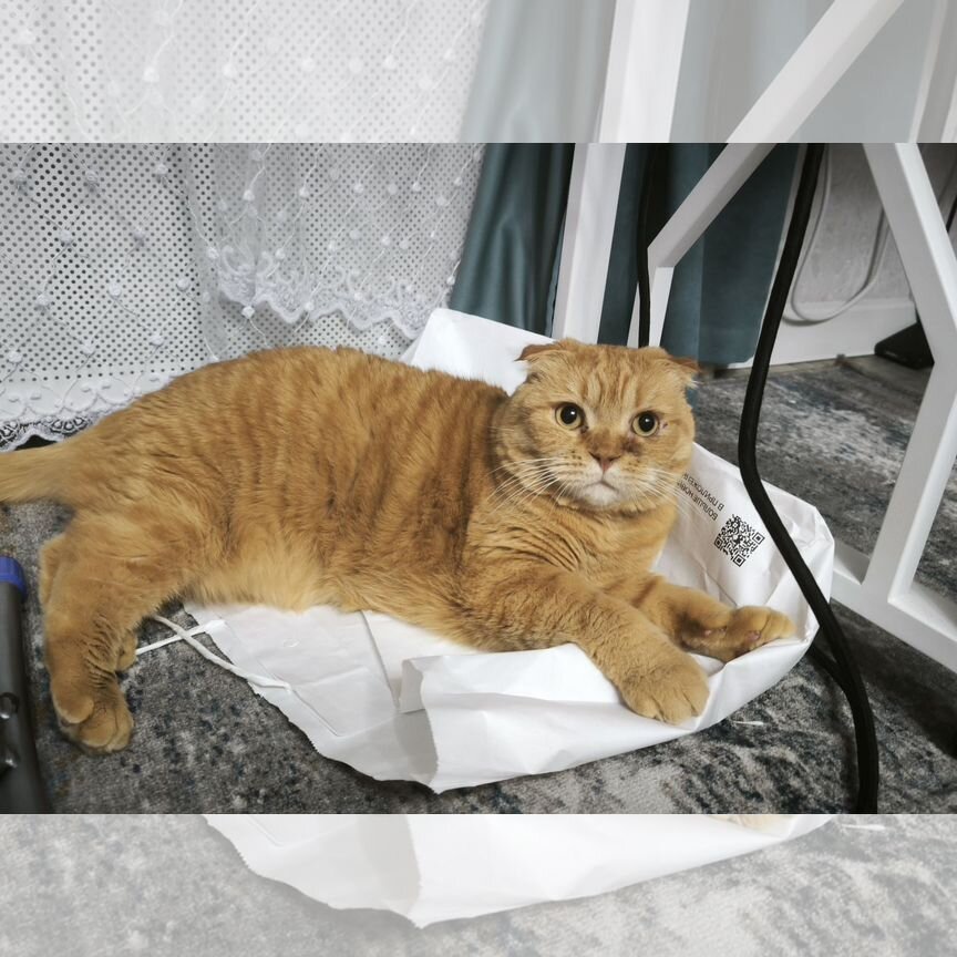 Шотландский вислоухий короткошёрстный кот, взрослый