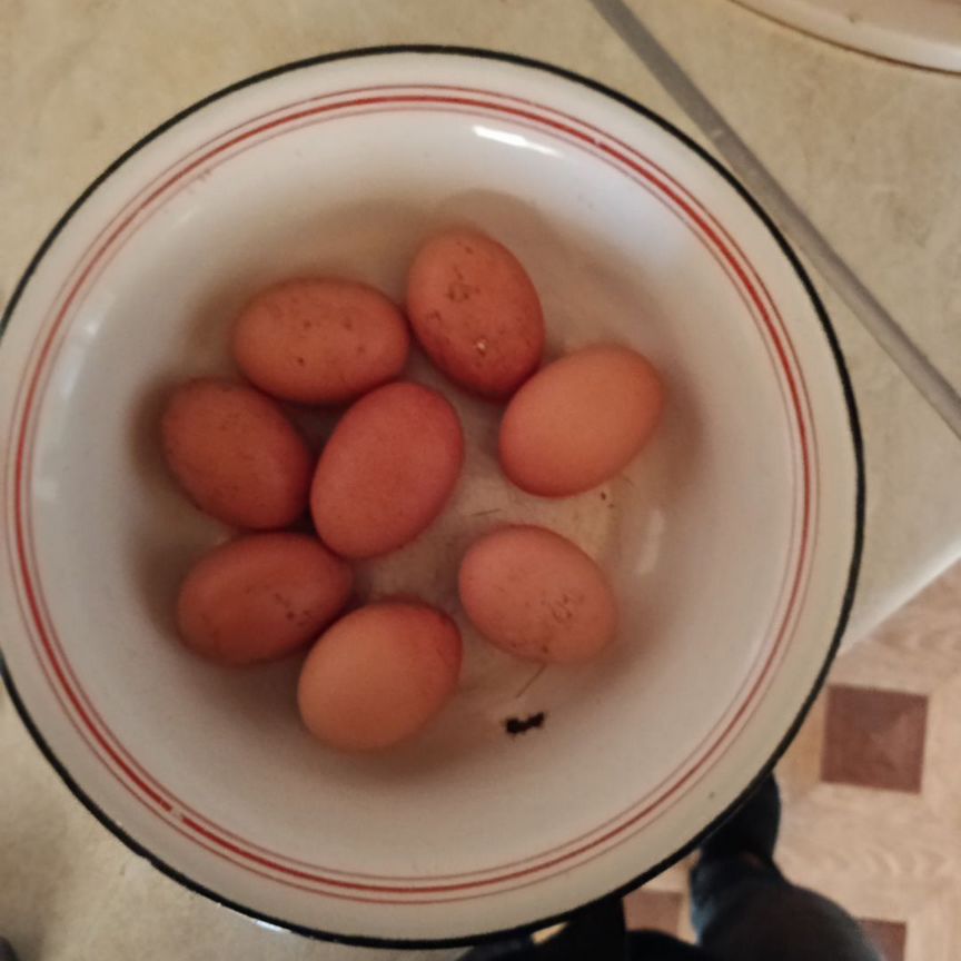 Куры несушки продам