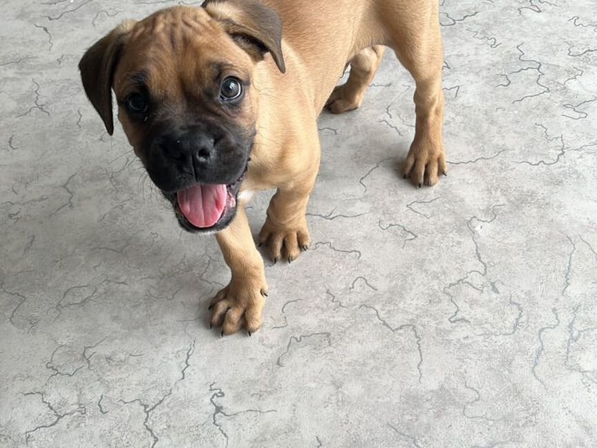 Немецкий боксер