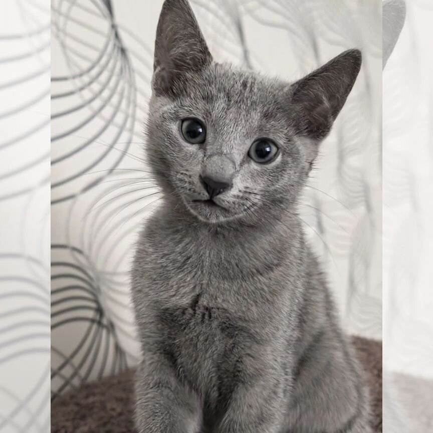 Русский голубой котёнок