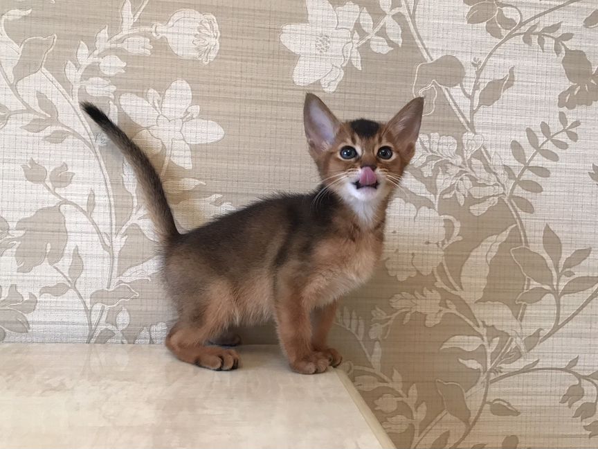 Абиссинская Кошечка Суламифь