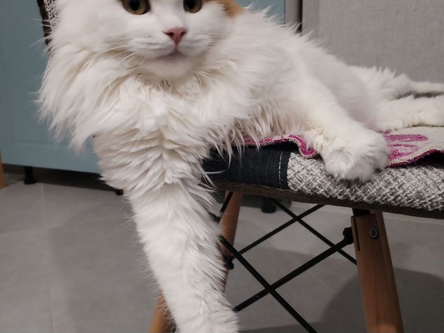 Сибирская кошка Лаванда 6 мес