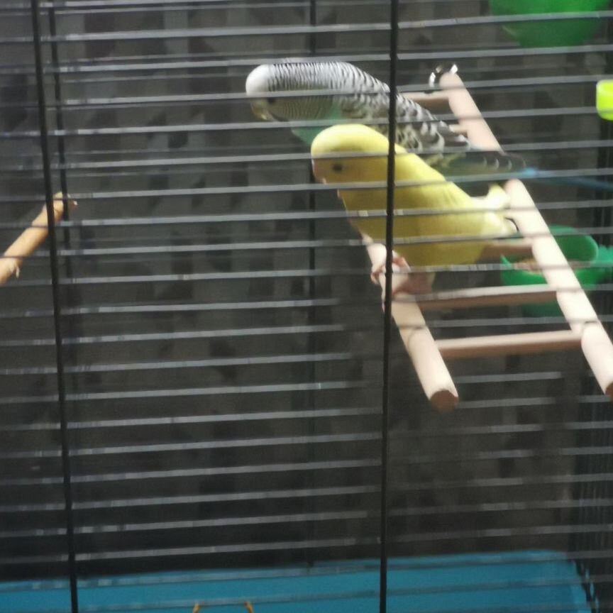 Волнистый попугай с клеткой