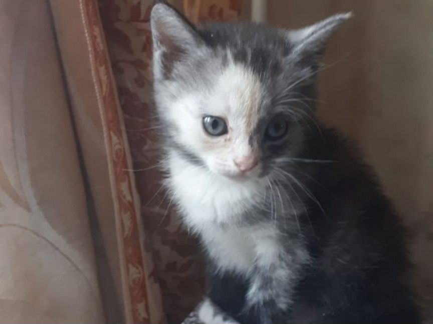 Кошка