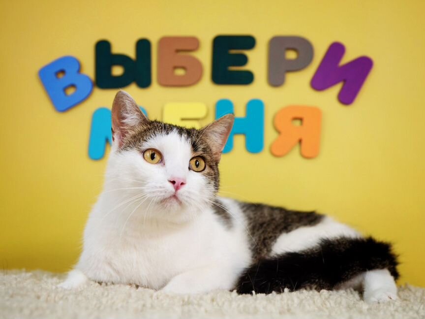 Добрая молоденькая кошечка ищет семью