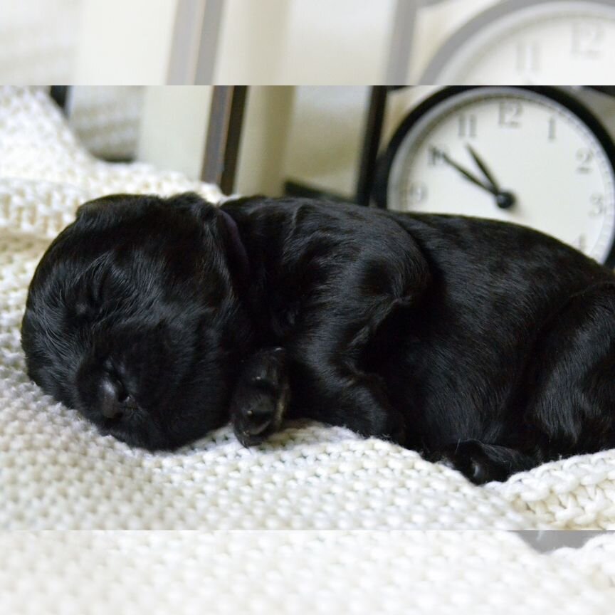 Русский черный терьер, щенок