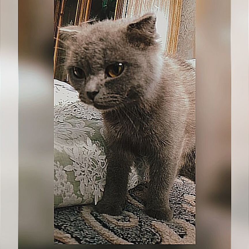 Британская вислоухая кошка
