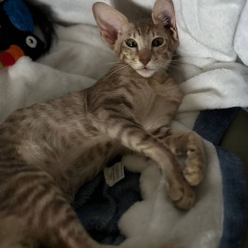 Ориентальный котенок