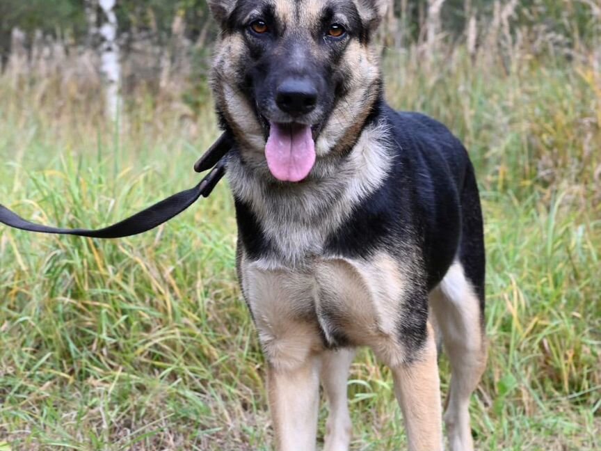 Восточноевропейская овчарка