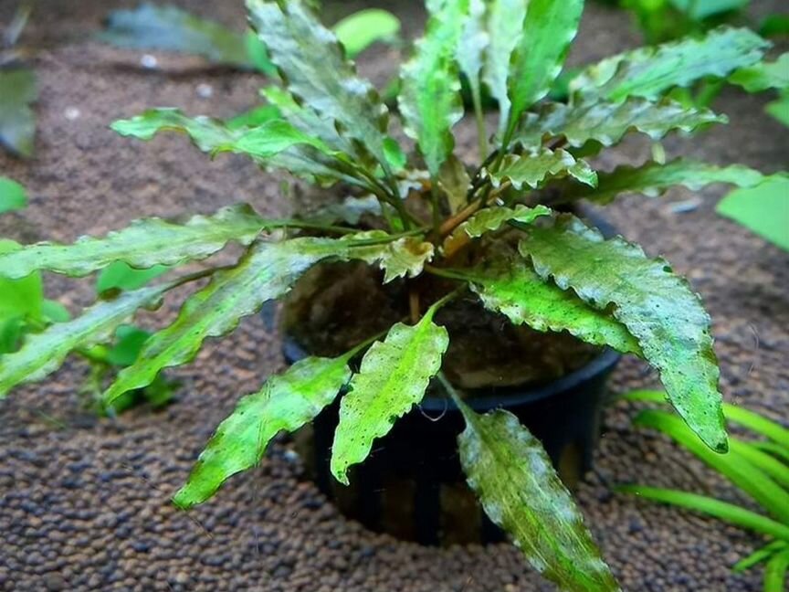 Криптокорина Вендта зелёная