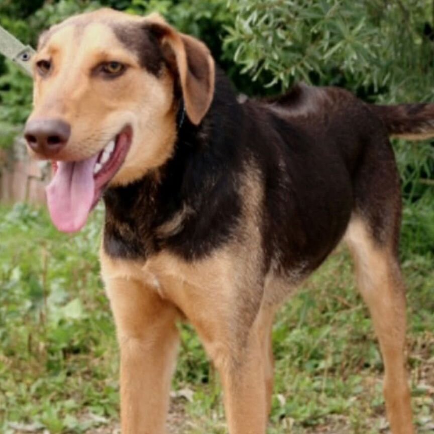 Взрослый пёс в добрые руки