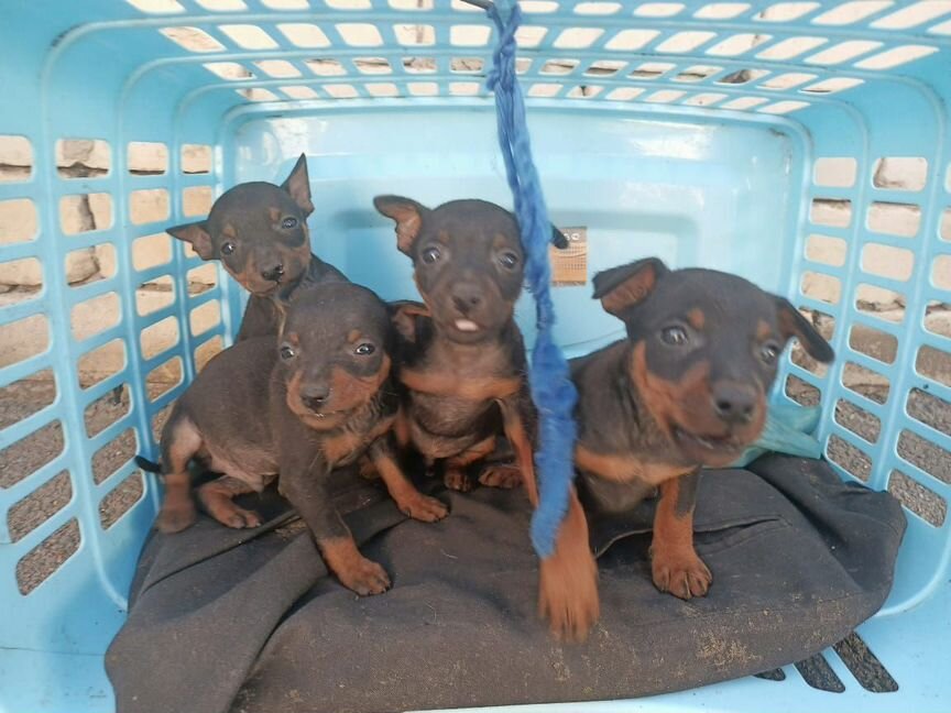 Щенки цвергпинчера