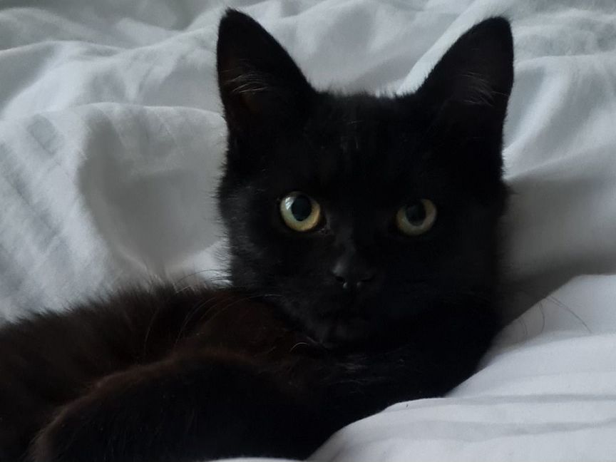 Кошка