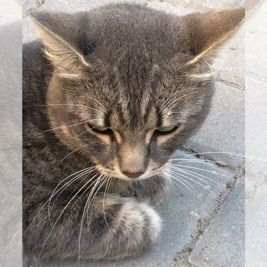 Котик ищет дом
