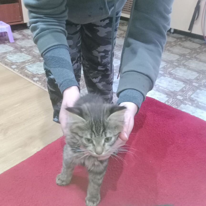 Котёнок в добрые руки