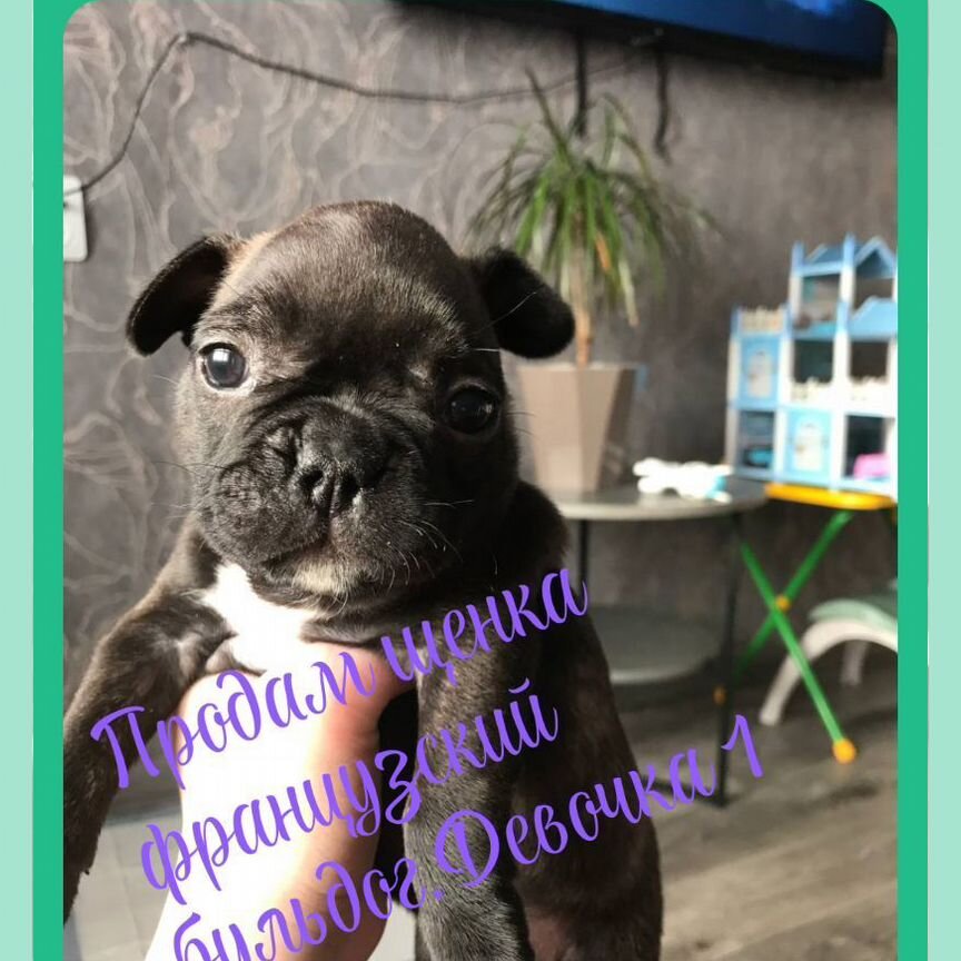 Собаки щенки французский бульдог
