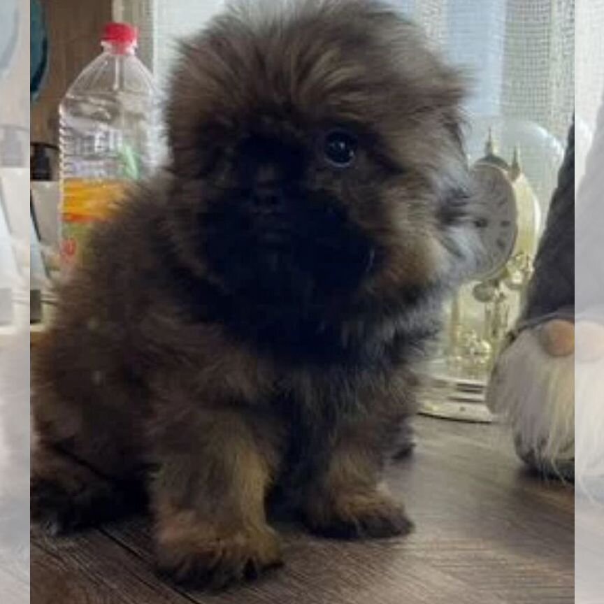 Мальтипу, щенок