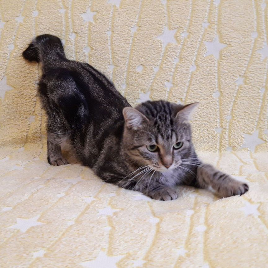 Котёнок