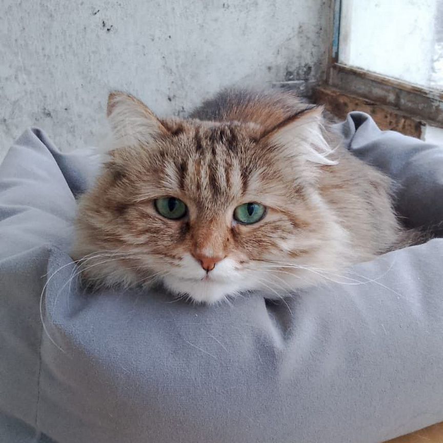 Красивейшая кошка в дар