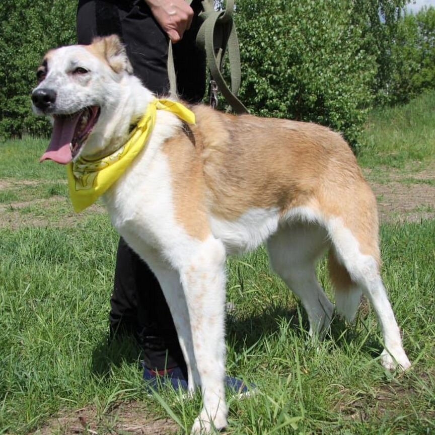 Собака Лолита