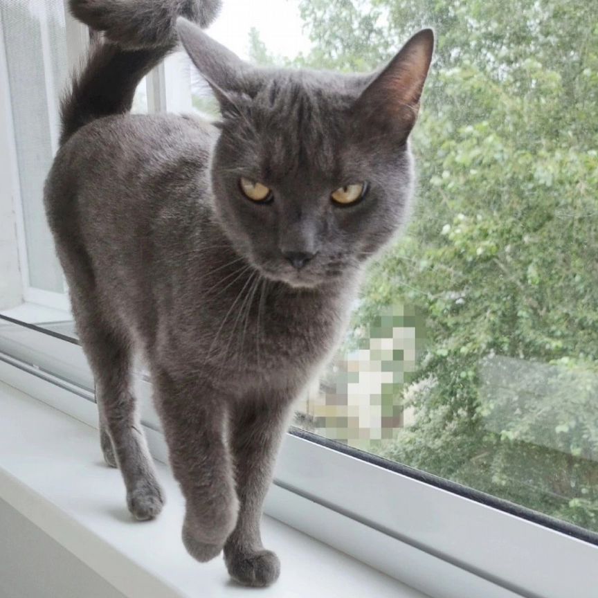 Котик молодой