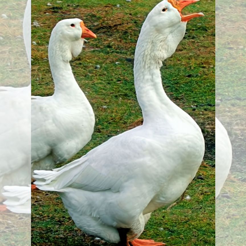 Гуси Холмогорские семья 2 1
