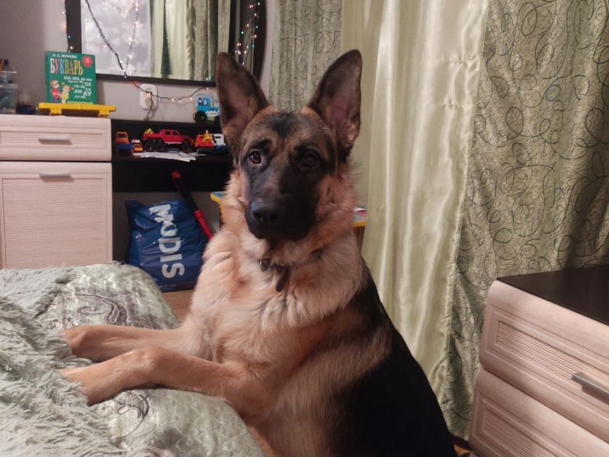 Немецкая овчарка