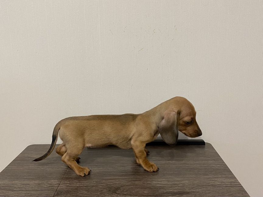 Кроличья такса рыжая