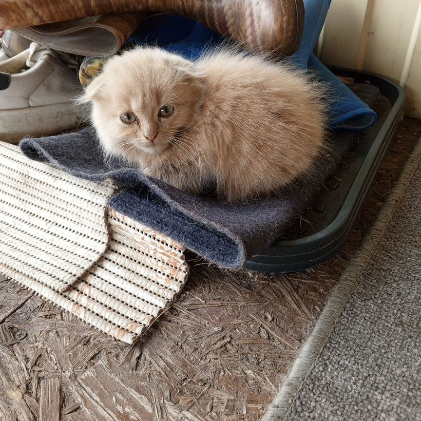 Котёнок ищет дом